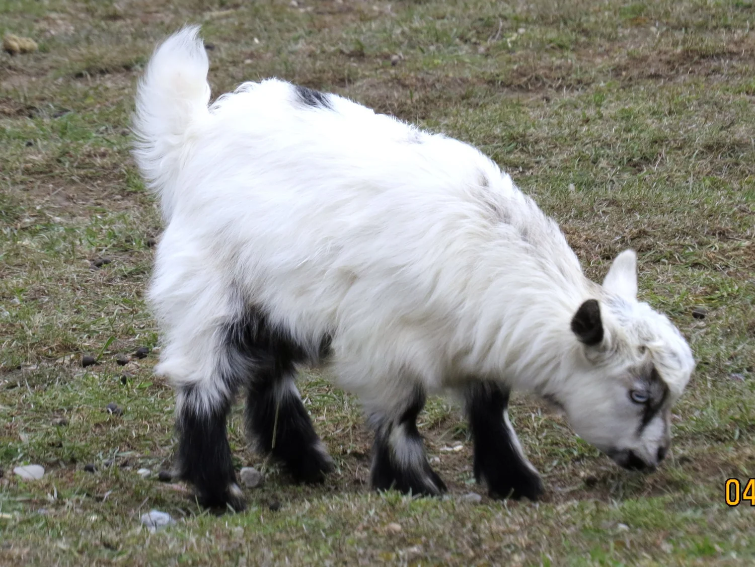 Hootnanny Acres - Miniature Silky Fainting Goats