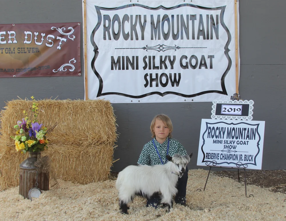 Hootnanny Acres - Miniature Silky Fainting Goats