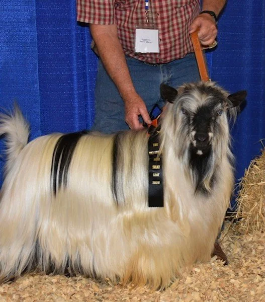 Hootnanny Acres - Miniature Silky Fainting Goats