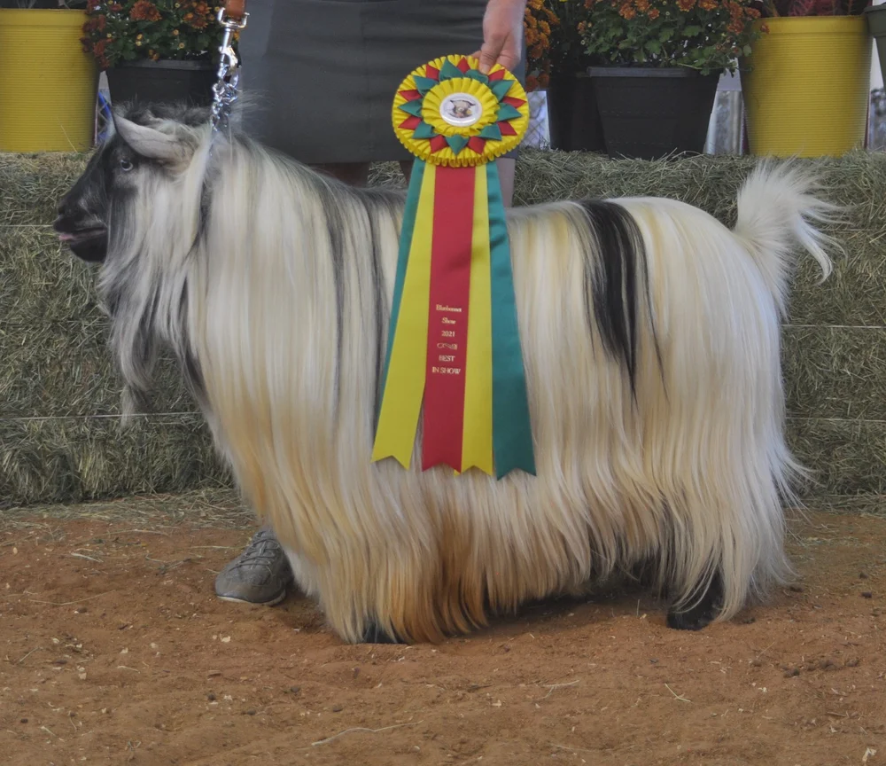 Hootnanny Acres - Miniature Silky Fainting Goats