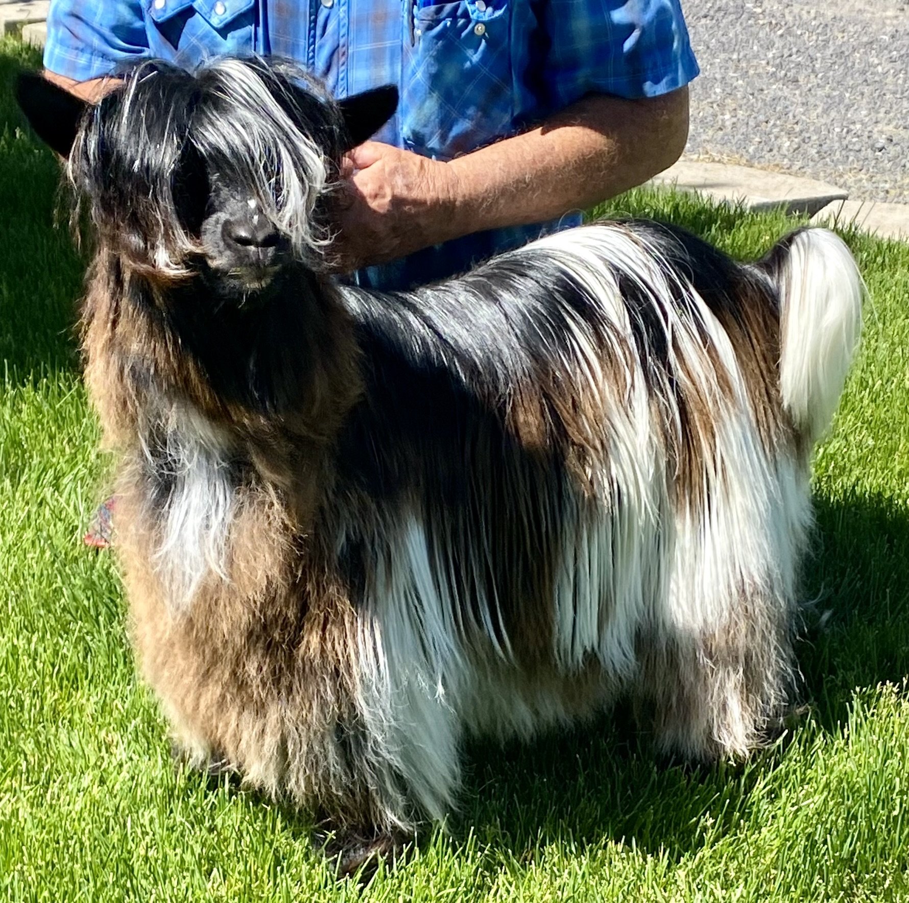 Hootnanny Acres is a breeder of Miniature Silky Fainting goats. We are ...