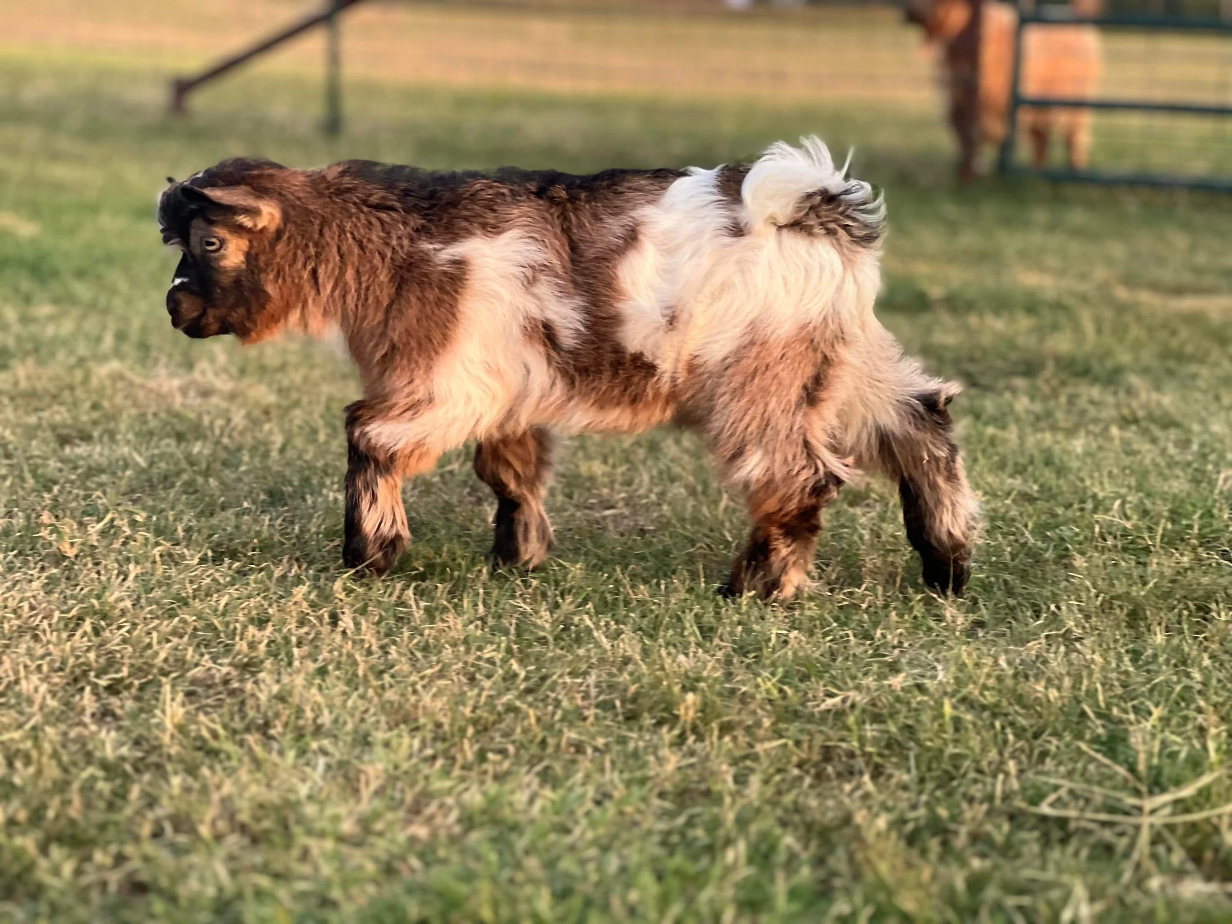 Hootnanny Acres is a breeder of Miniature Silky Fainting goats. We are ...