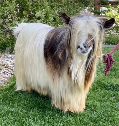 Hootnanny Acres is a breeder of Miniature Silky Fainting goats. We are ...