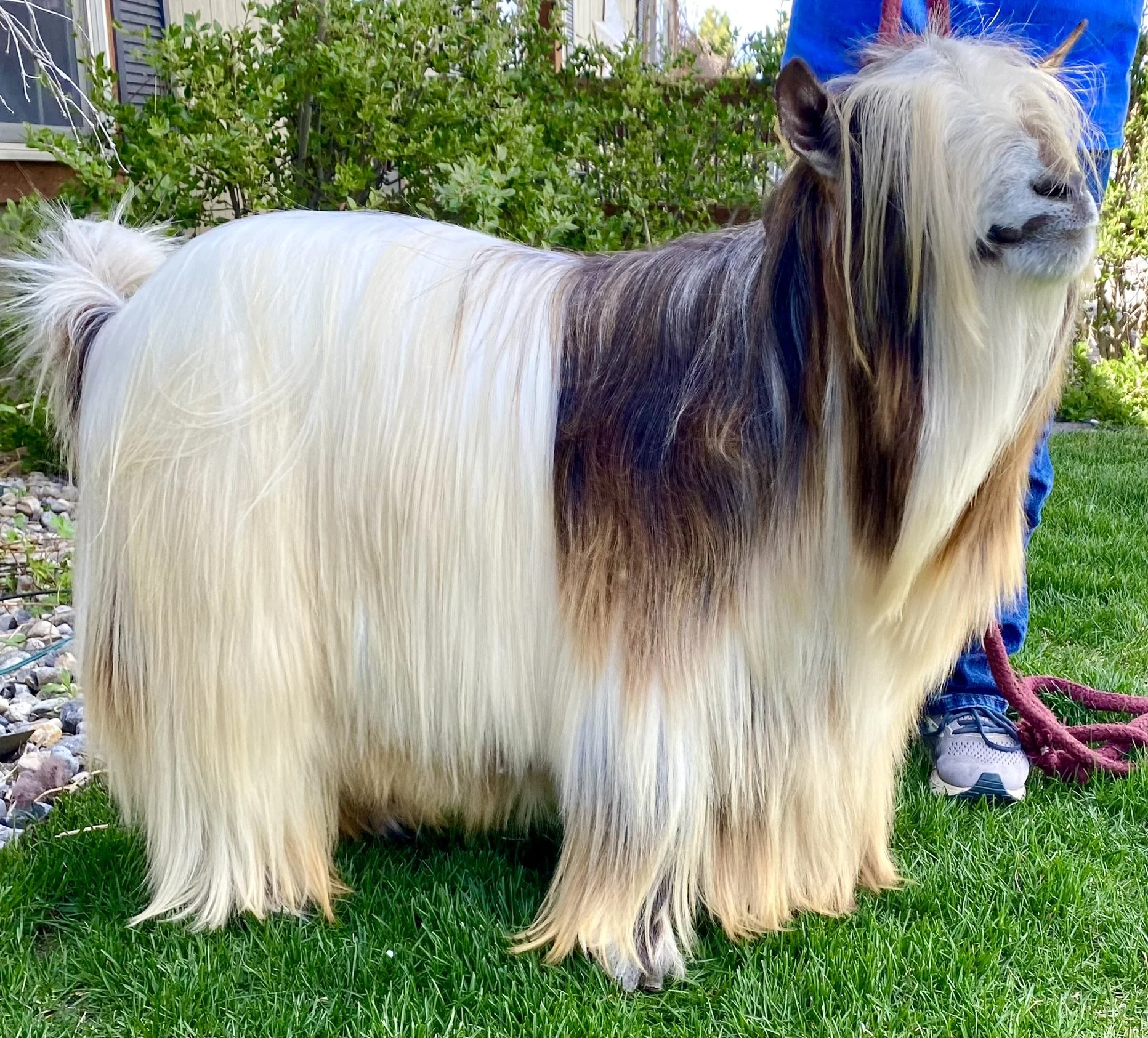 Hootnanny Acres is a breeder of Miniature Silky Fainting goats. We are ...