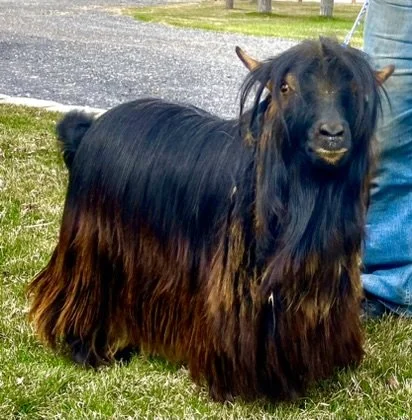 Hootnanny Acres is a breeder of Miniature Silky Fainting goats. We are ...