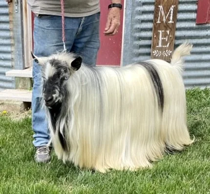 Hootnanny Acres is a breeder of Miniature Silky Fainting goats. We are ...