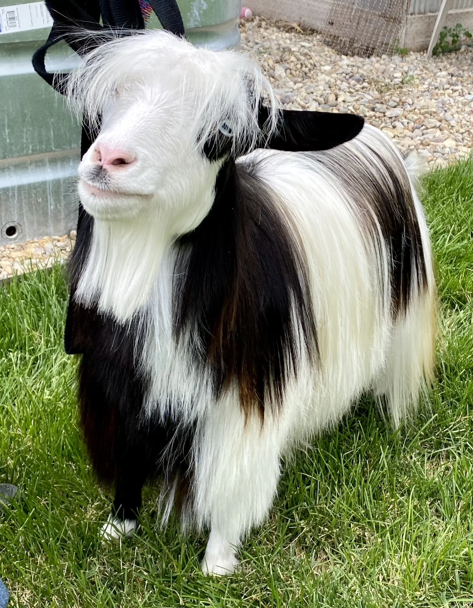 Hootnanny Acres - Miniature Silky Fainting Goats — Hootnanny acres