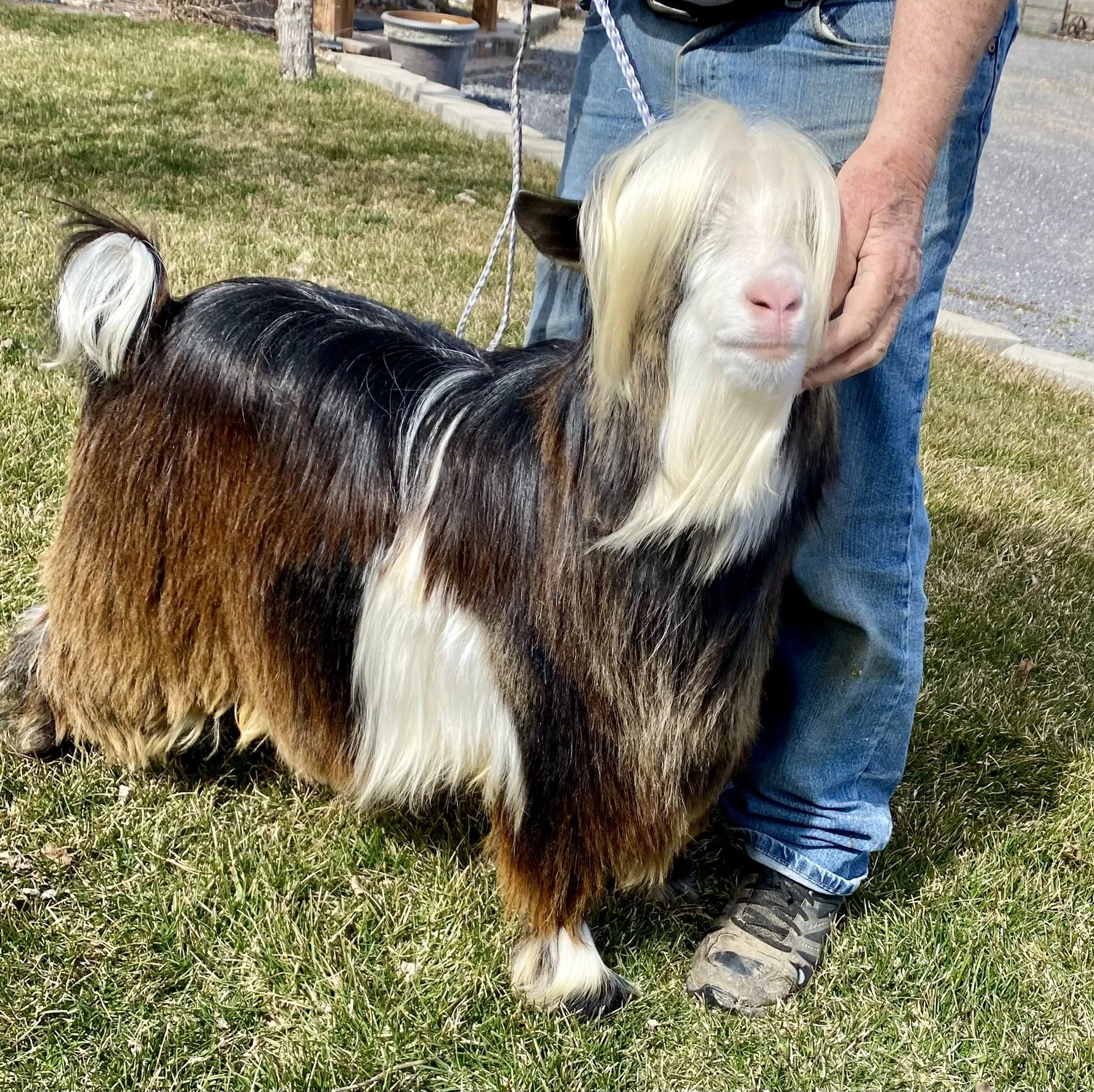 Hootnanny Acres - Miniature Silky Fainting Goats — Hootnanny acres