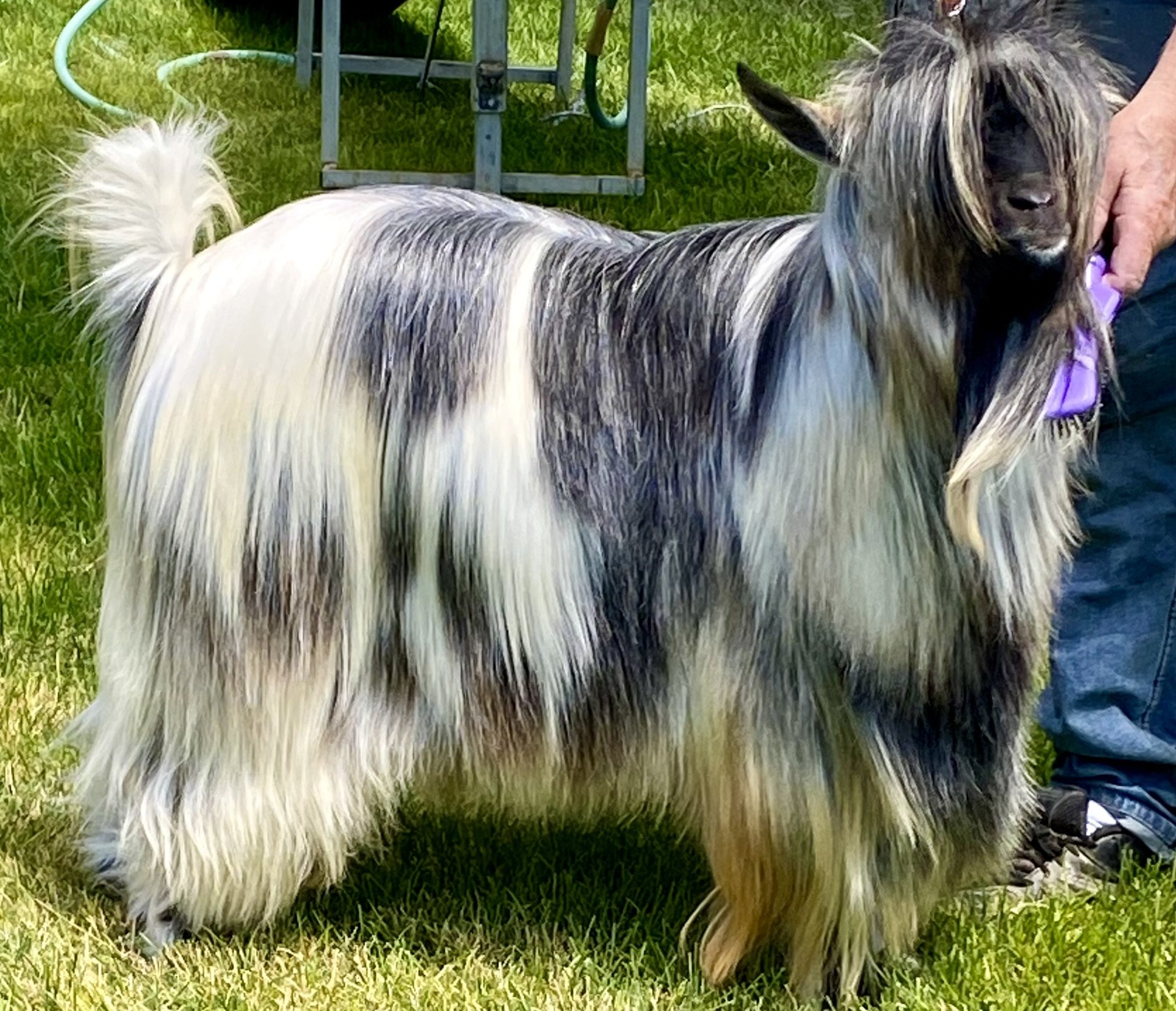 Hootnanny Acres is a breeder of Miniature Silky Fainting goats. We are ...
