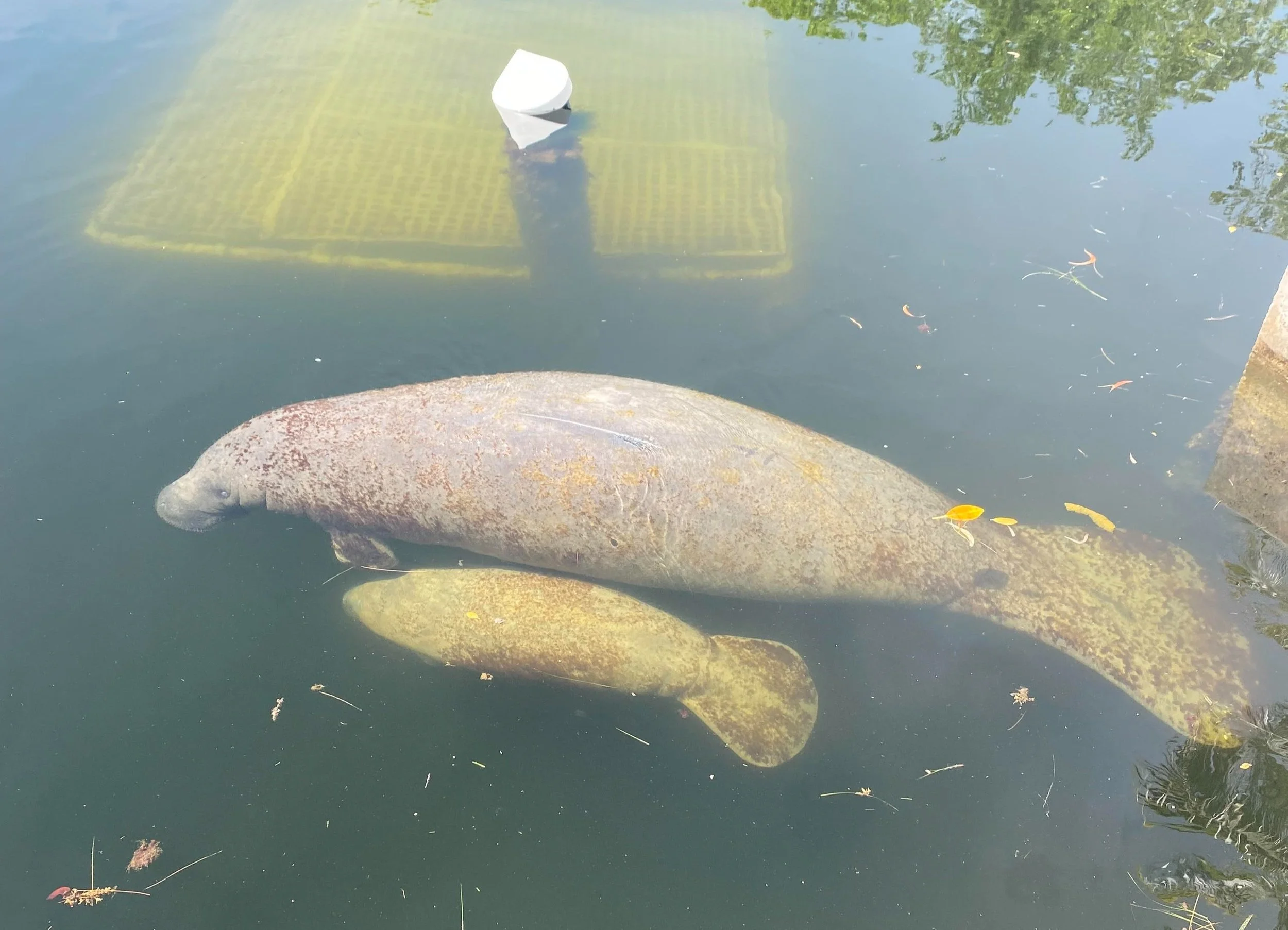 Was that a sea potato? — MarineLab