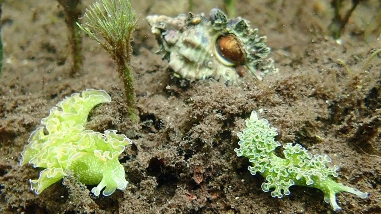 FREE marine science learning resources — MarineLab