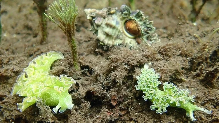FREE marine science learning resources — MarineLab