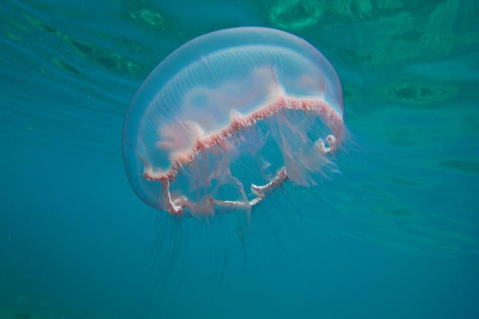Jellyfish Eating Plankton