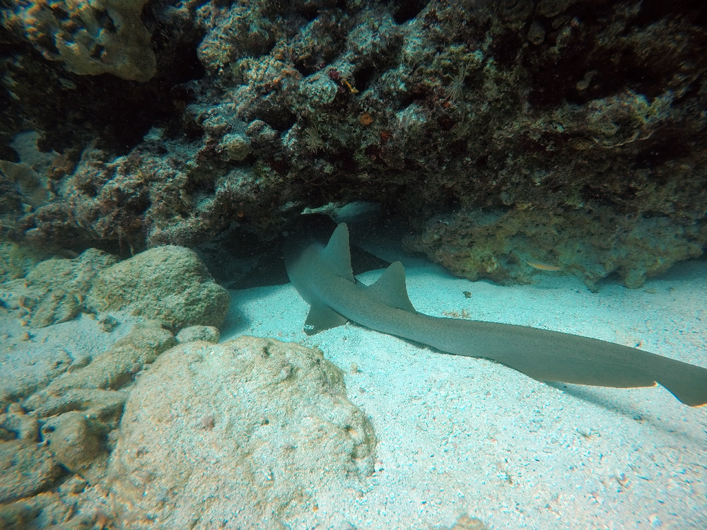 Nerding Out for Nurse Sharks! — MarineLab