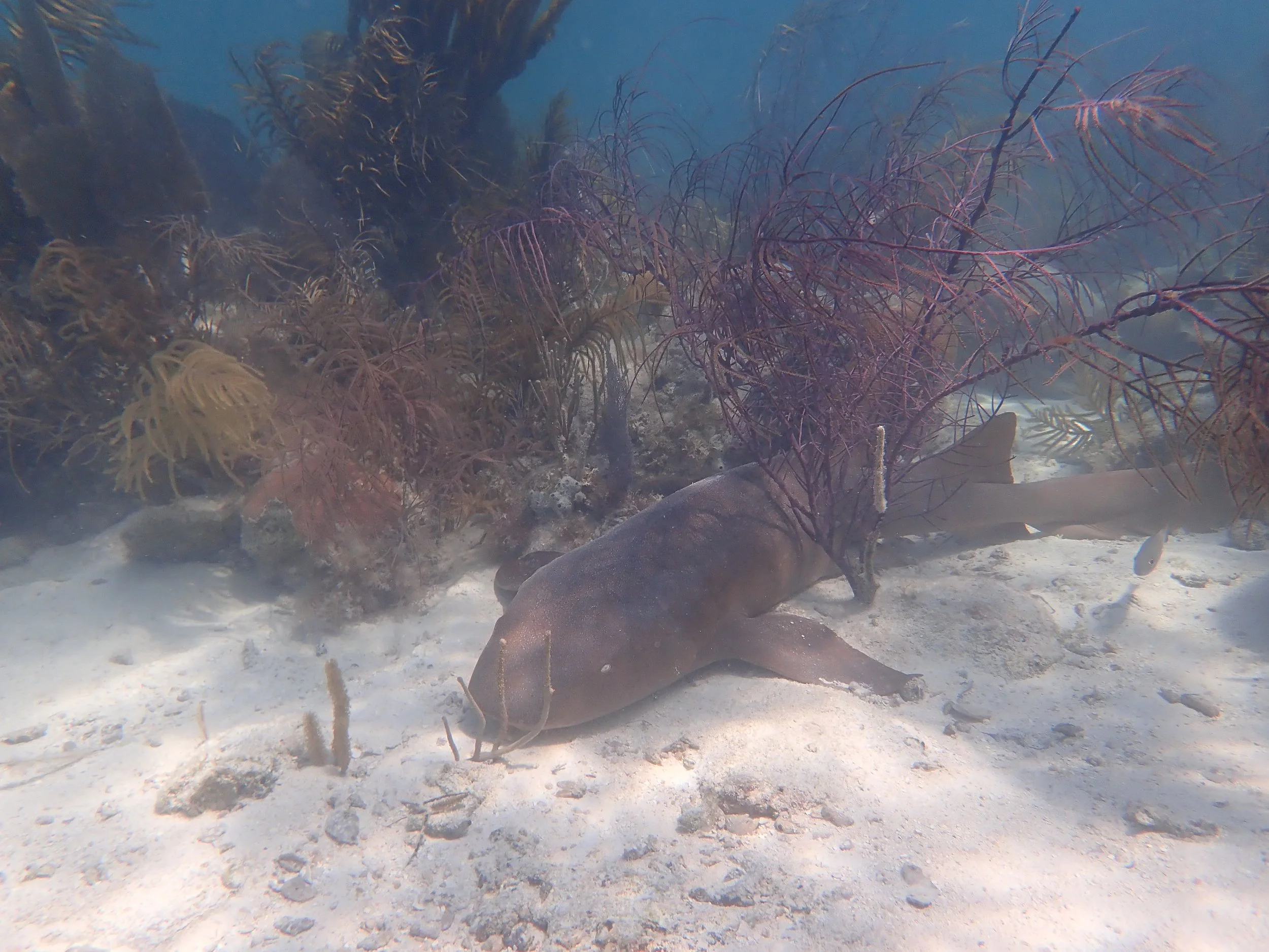 Nerding Out for Nurse Sharks! — MarineLab