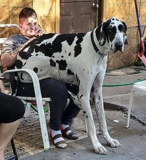 Texas - Great Dane Rescue - Save Rocky the Great Dane Rescue and Rehab