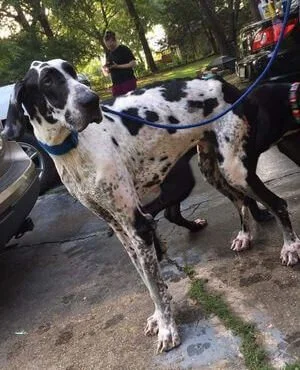 Texas - Great Dane Rescue - Save Rocky the Great Dane Rescue and Rehab