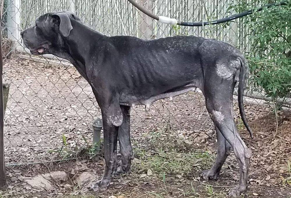 Texas - Great Dane Rescue - Save Rocky the Great Dane Rescue and Rehab