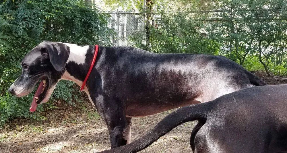 Texas - Great Dane Rescue - Save Rocky the Great Dane Rescue and Rehab