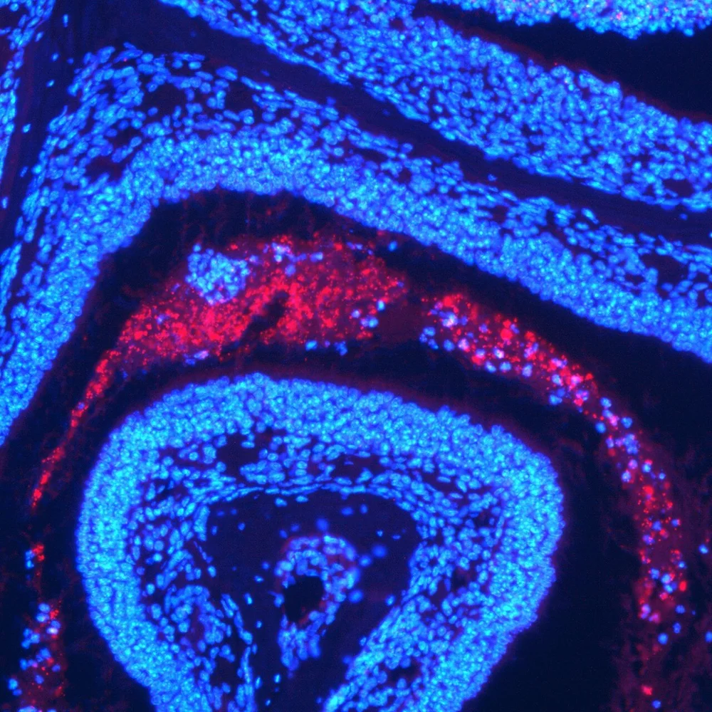 McCormick Laboratory at Western University