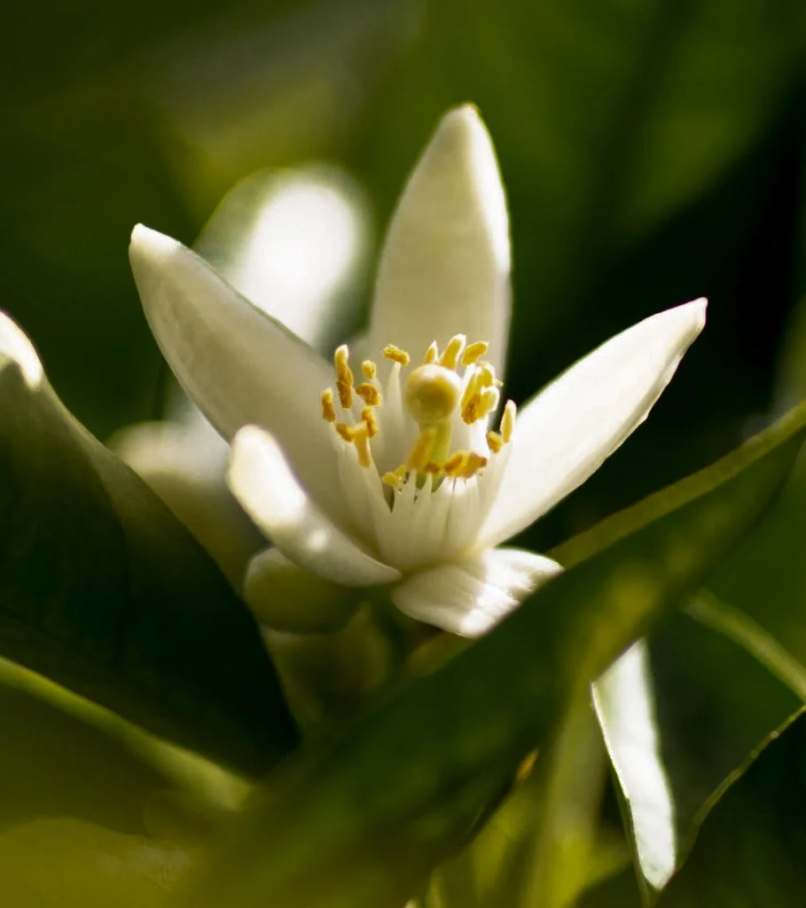 About — ZAGARA Retreats