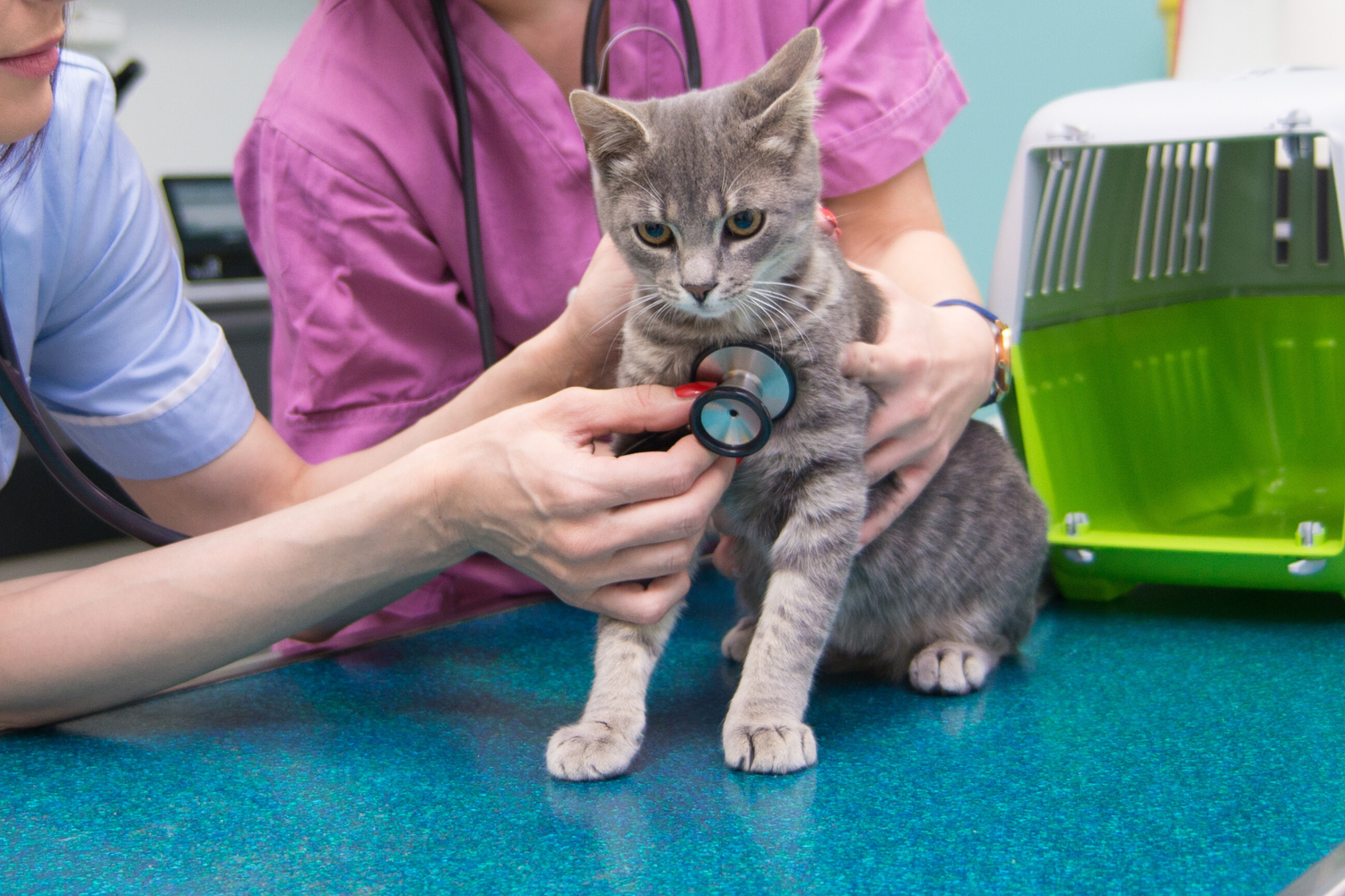 Understanding Behavioral Changes in Cats with Hyperthyroidism — CATT ...