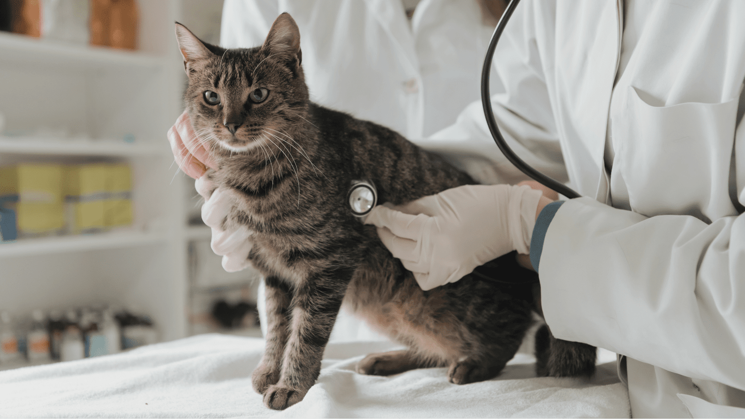 8 Questions to Ask Your Vet if Your Cat is Hyperthyroid — CATT ...