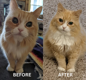 Centers for Advanced Thyroid Therapy | Feline Hyperthyroidism Treatments