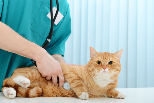 How to Prepare Your Cat for I-131 Treatment — CATT - Centers for ...