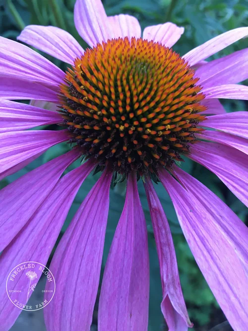 Freckled Bloom Flower Farm