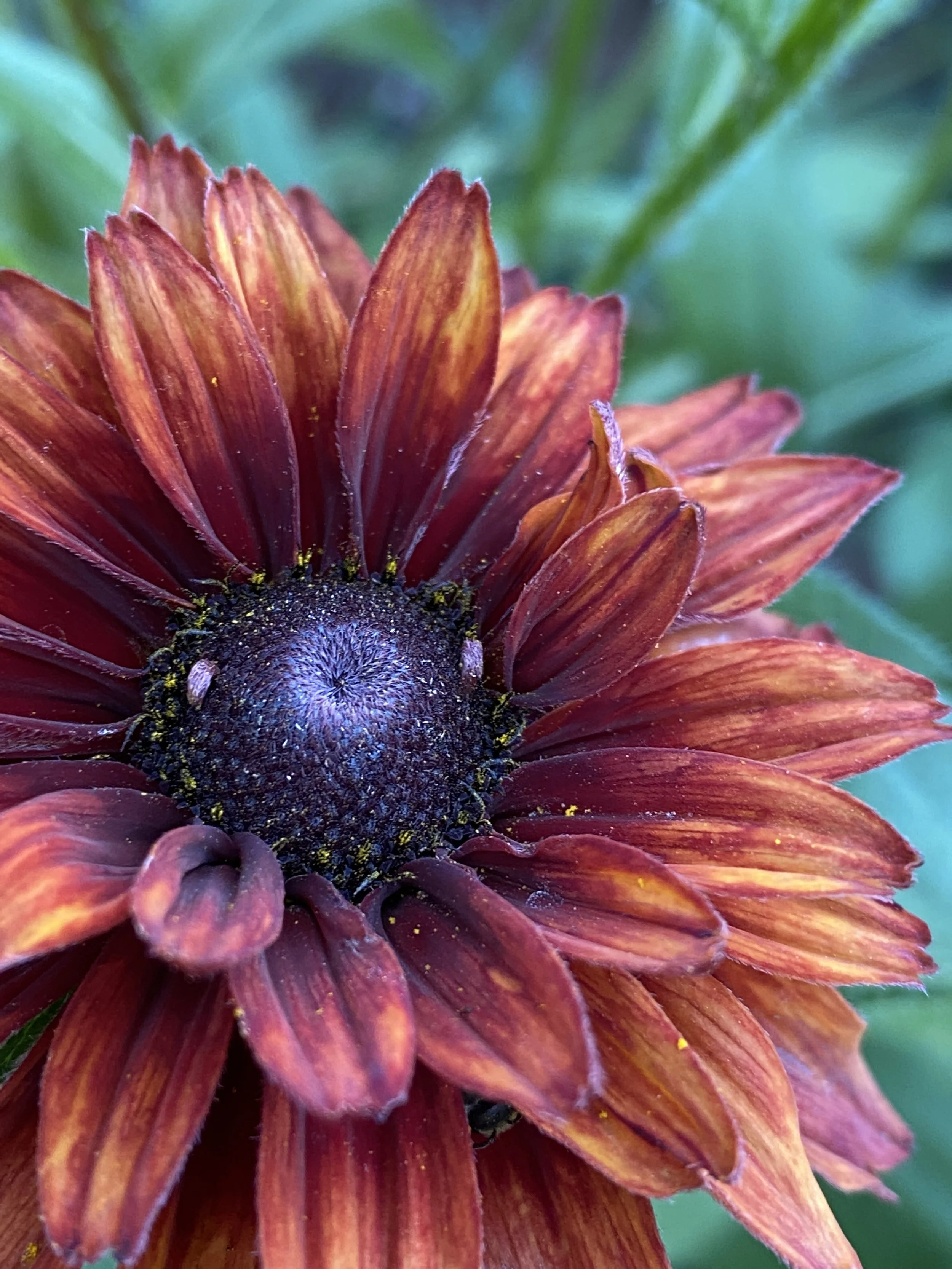 Store — Freckled Bloom Flower Farm