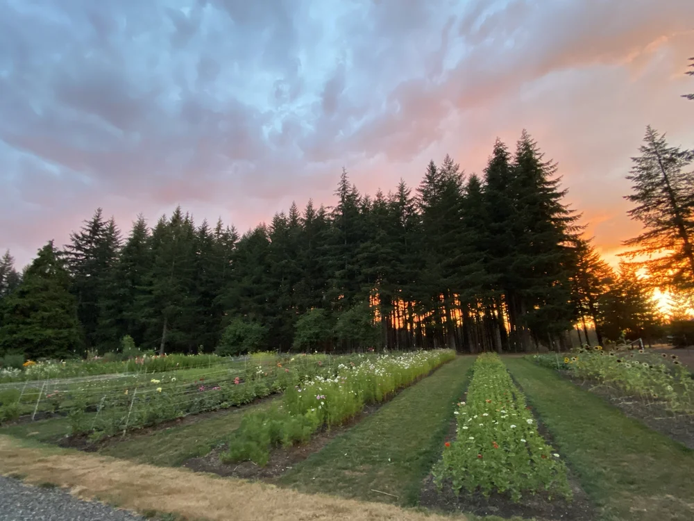 Freckled Bloom Flower Farm
