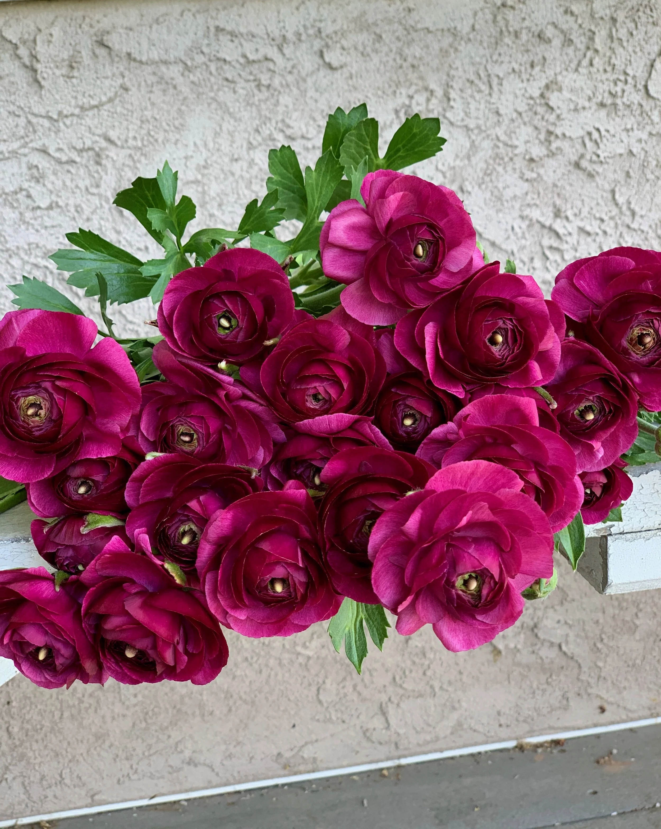 What do flower farmers do over the winter? One task is to prepare and ...