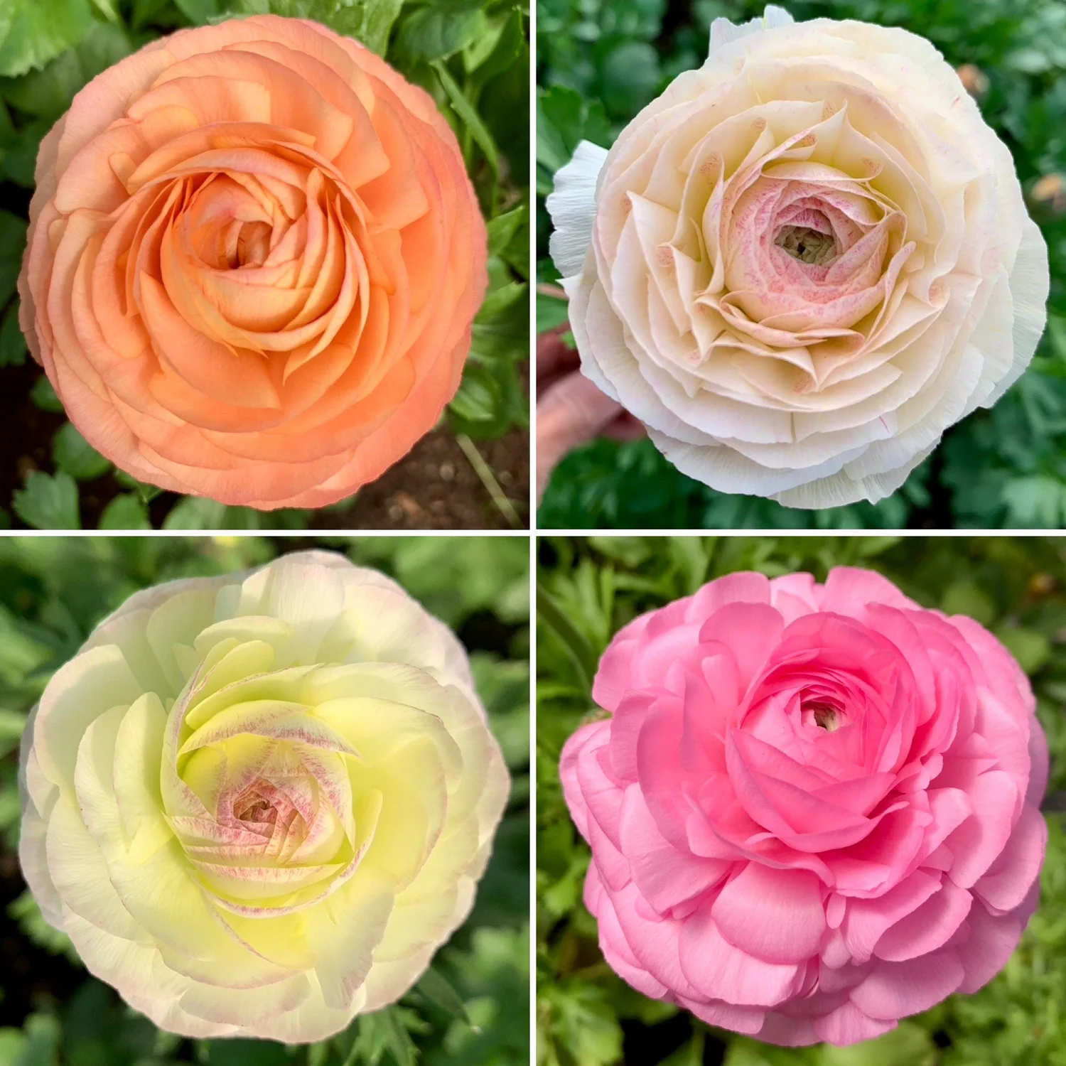 What do flower farmers do over the winter? One task is to prepare and ...