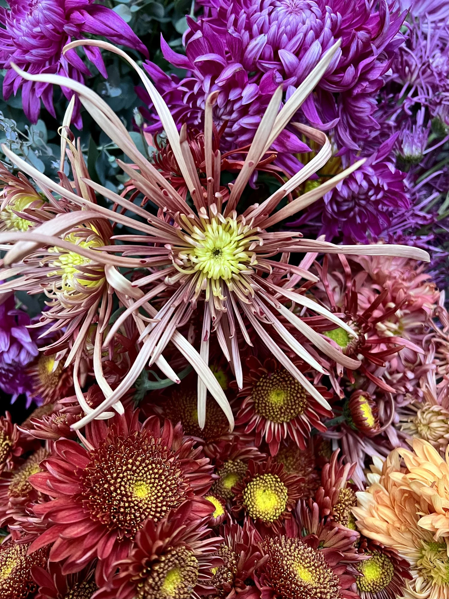 How to propagate heirloom chrysanthemums: overview and a quick and easy ...