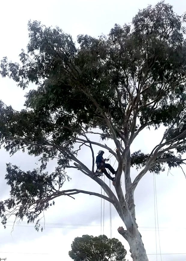 Extraordinary Tree Service