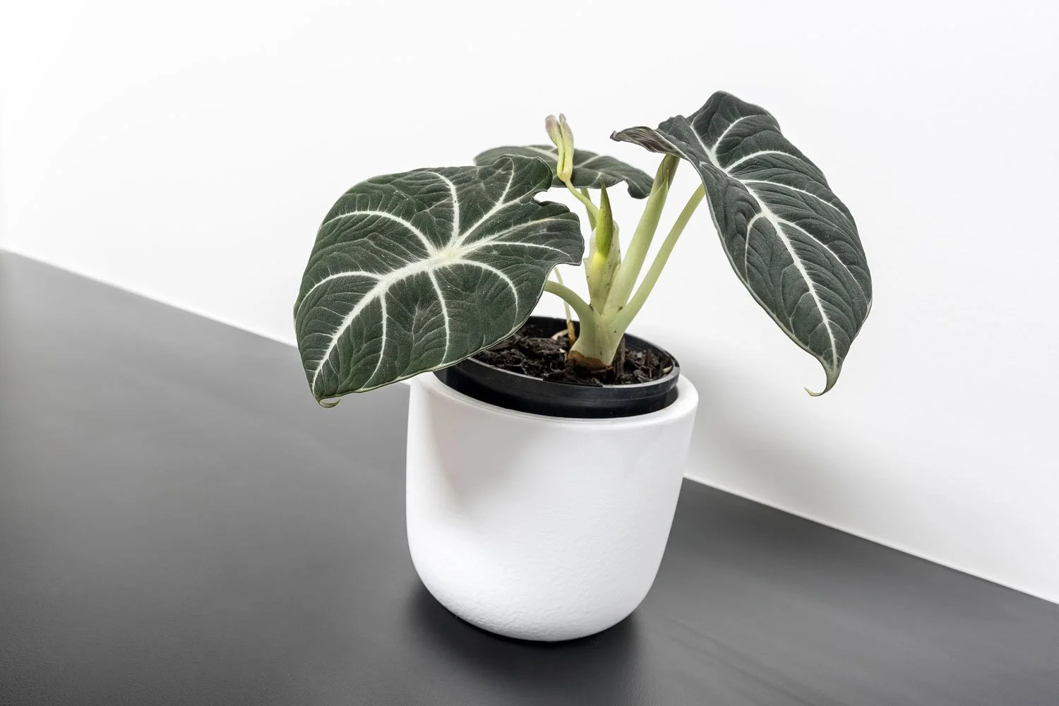 NOVA — UNE SMART Region Incubator