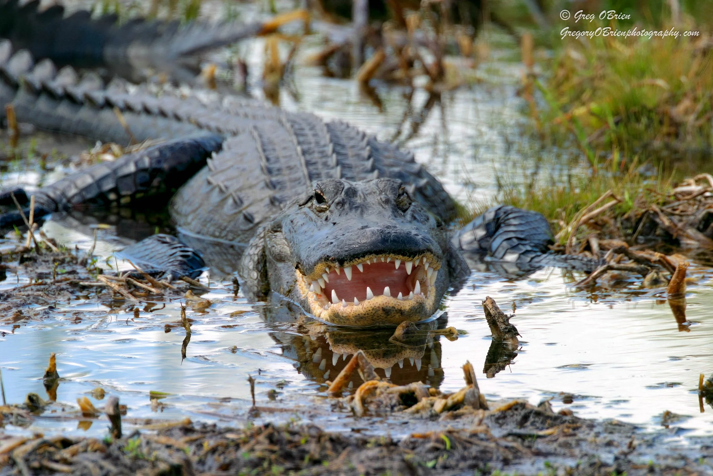 Yellowstone — Nature Photography by Gregory O'Brien