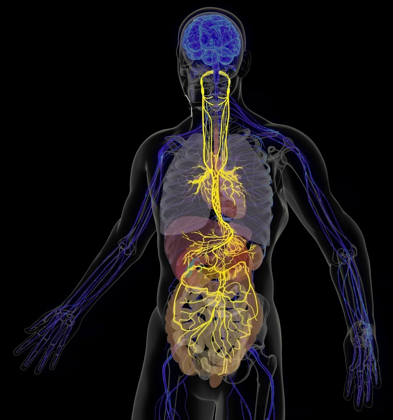 Vagus Nerve & Breathwork: How Breathing Calms the Nervous System ...