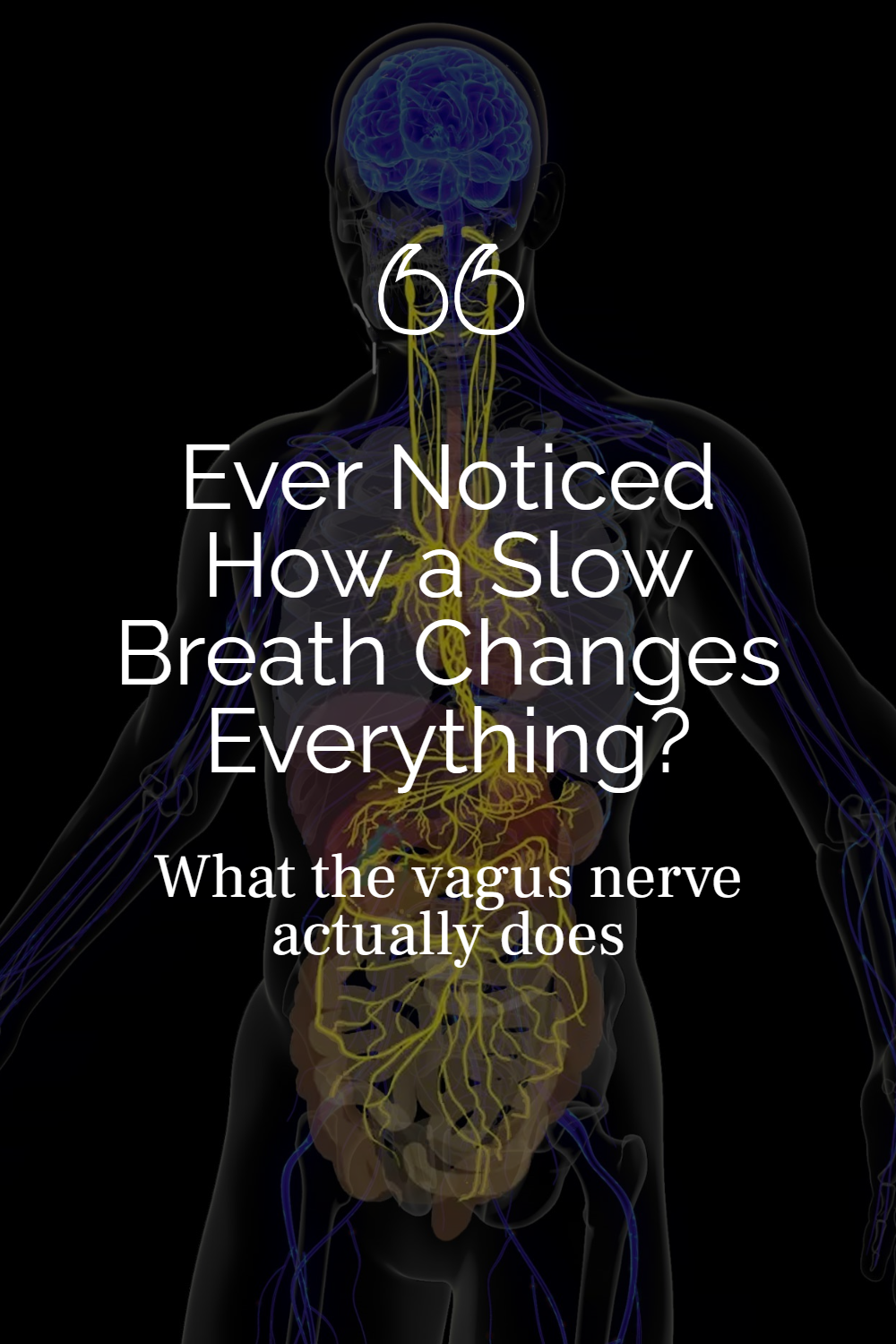 Vagus Nerve & Breathwork: How Breathing Calms the Nervous System ...