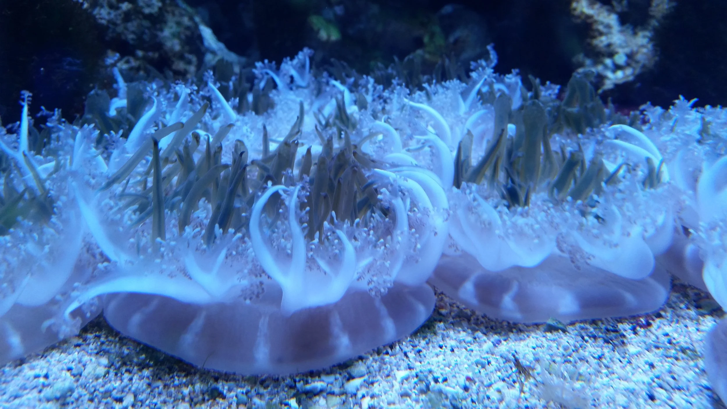 Studies conducted on jellyfish and polyps finds human-like sleep ...