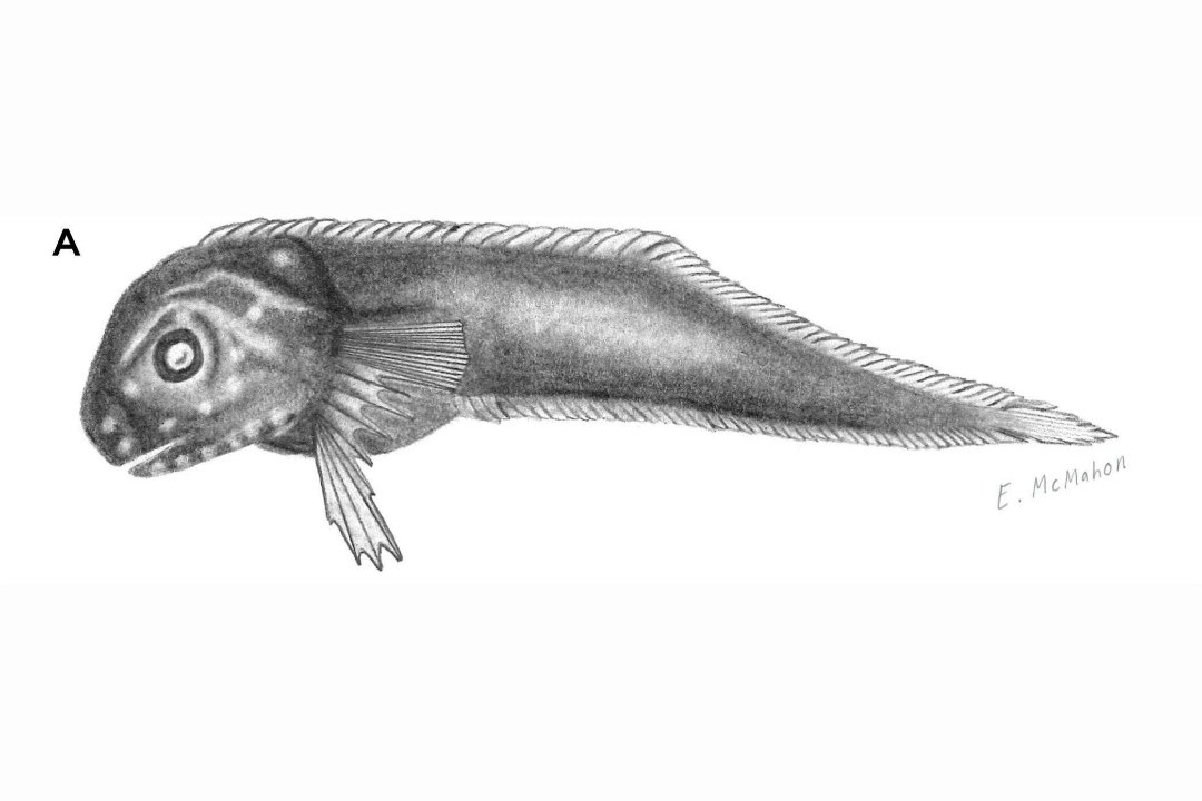 Invasion of Privacy: Dr. Gerringer and the importance of student ...