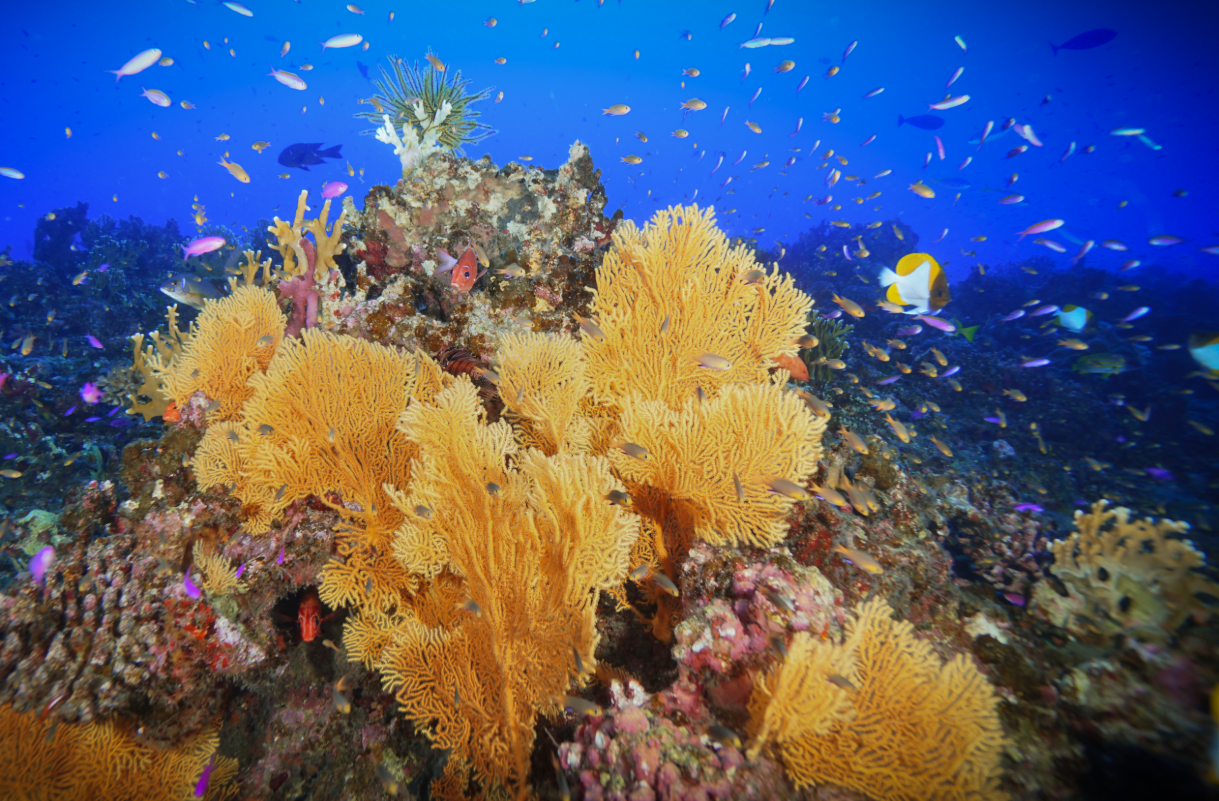 Scientists have begun to successfully create heat-resistant coral reefs ...