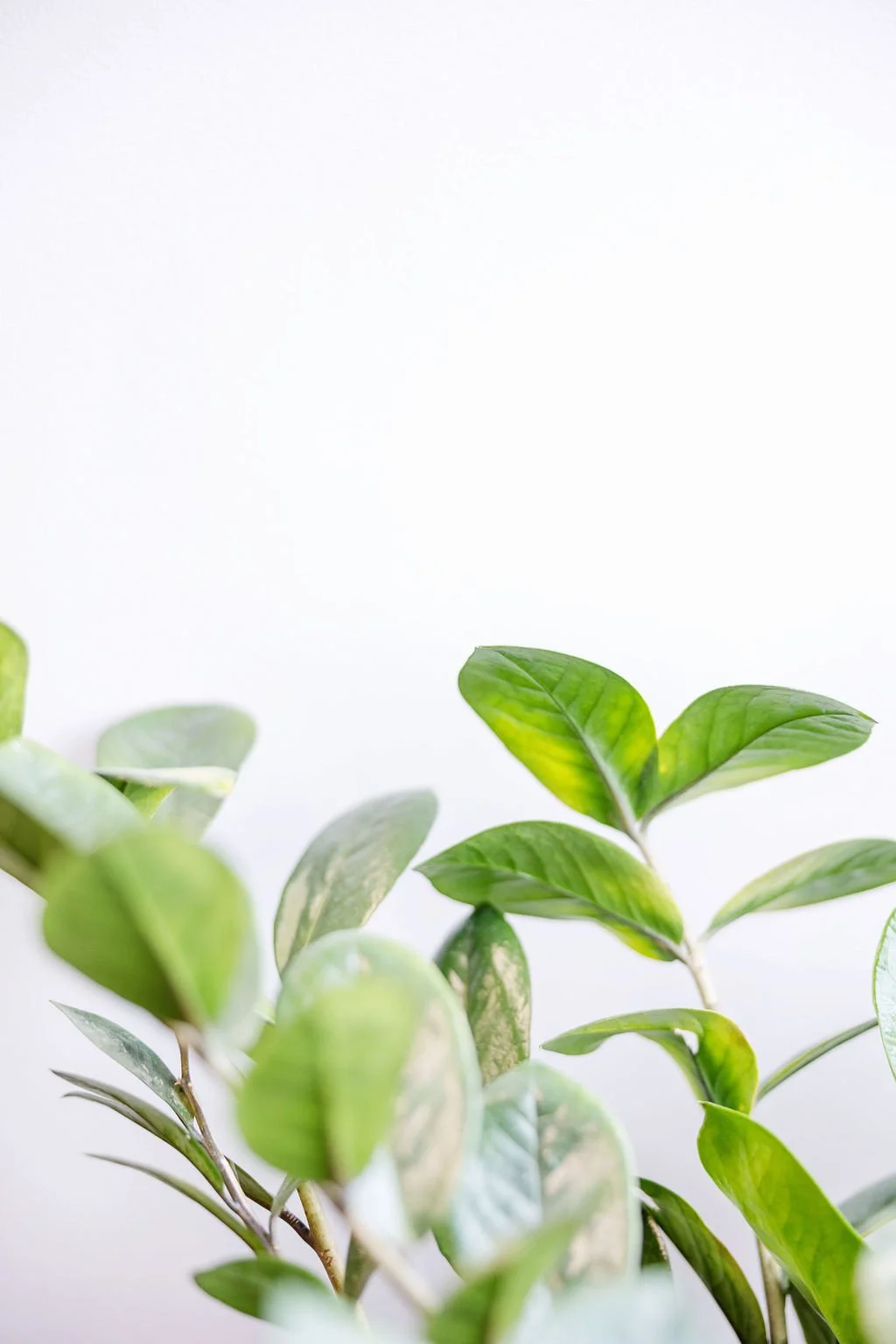 Services — CENTER FOR COLLABORATIVE HEALTH