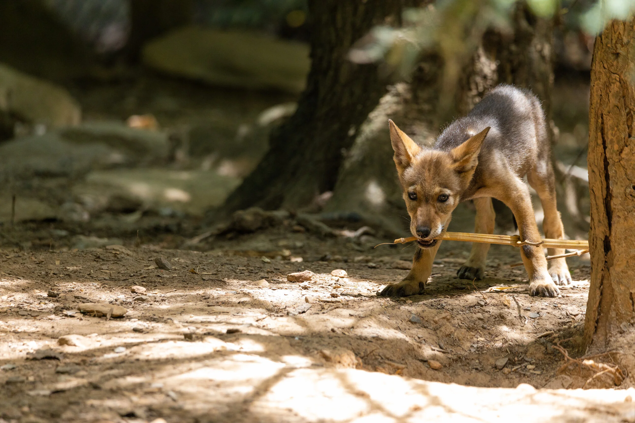 Red Wolf Pup Photos — Hyginx
