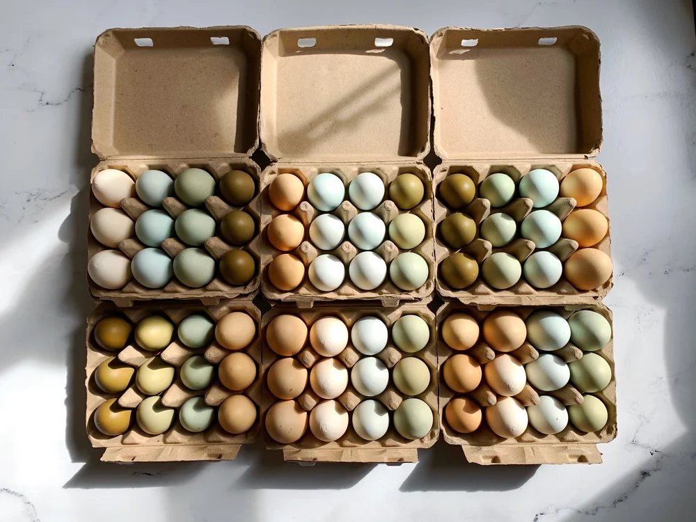 The Blue Heron Project