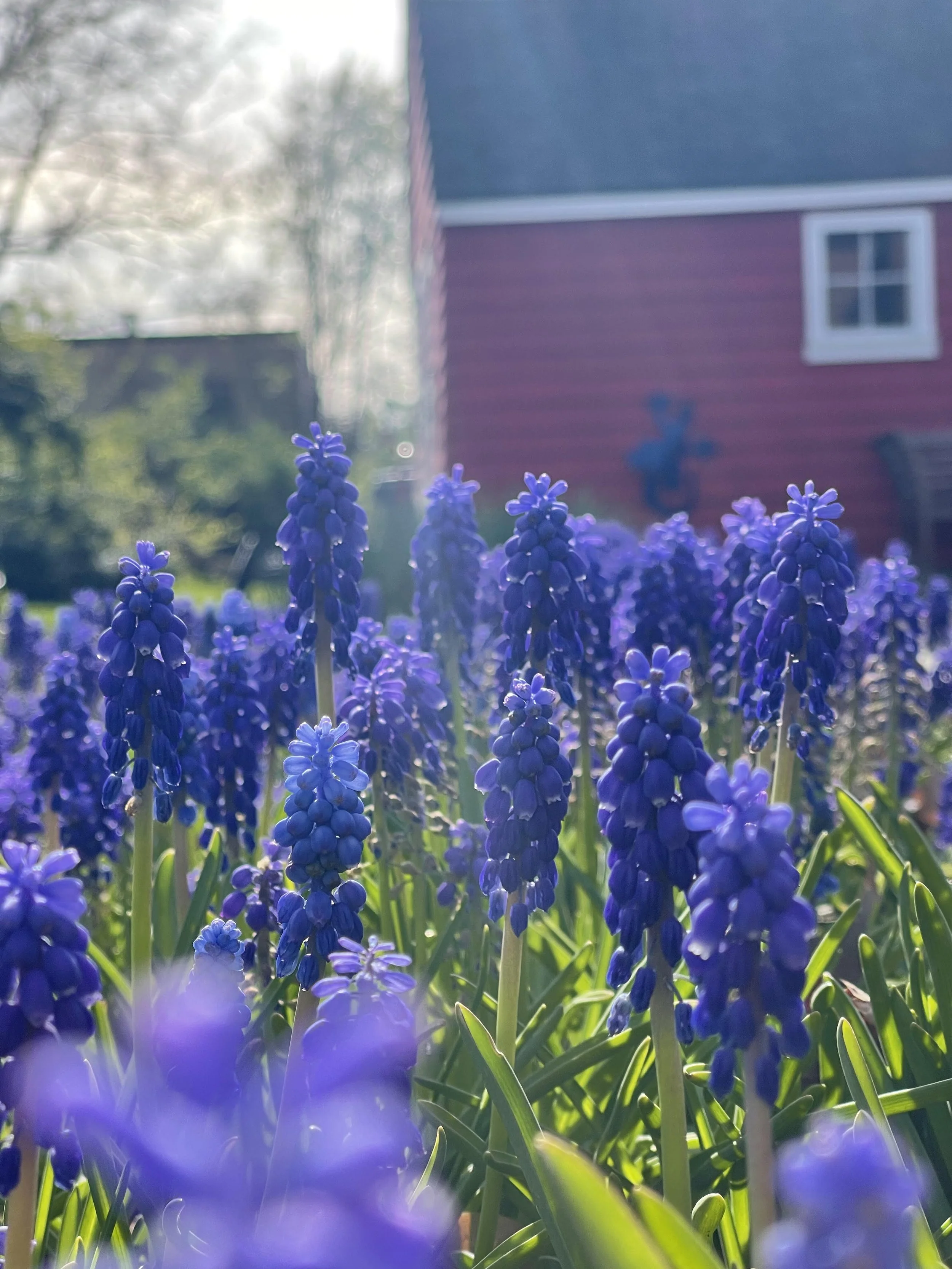 Spring Flowers — White Oak Flower Farm