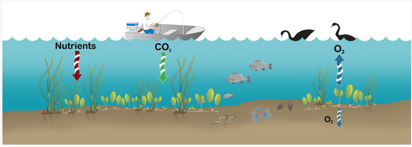 WORLD SEAGRASS DAY — INTERNATIONAL DAYS