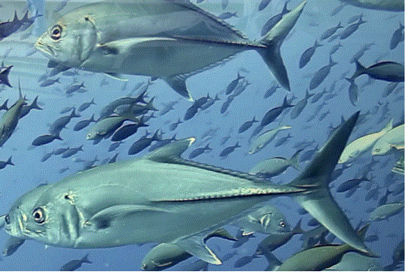 WORLD TUNA DAY — INTERNATIONAL DAYS