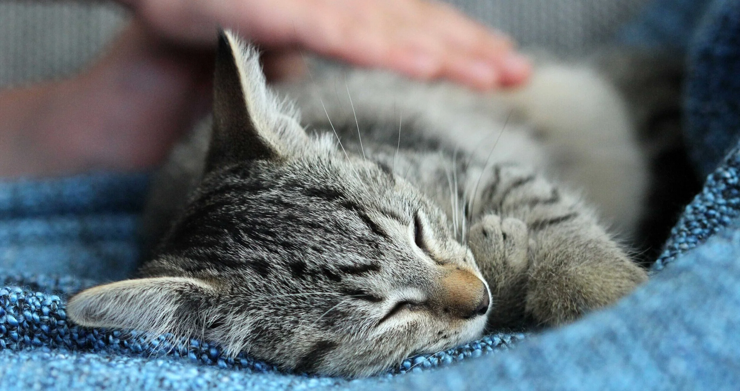 Our Cattery — Lombard Tree Cattery